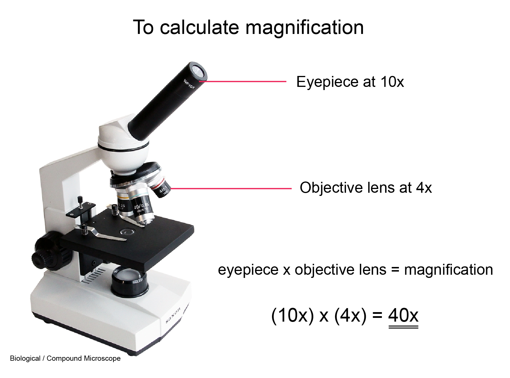CLIL: Magnification: Compound Microscope CLIL: Magnification: Compound Microscope